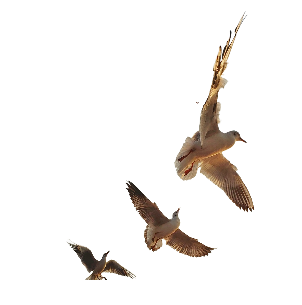 Link Building | Muumba Web Digital